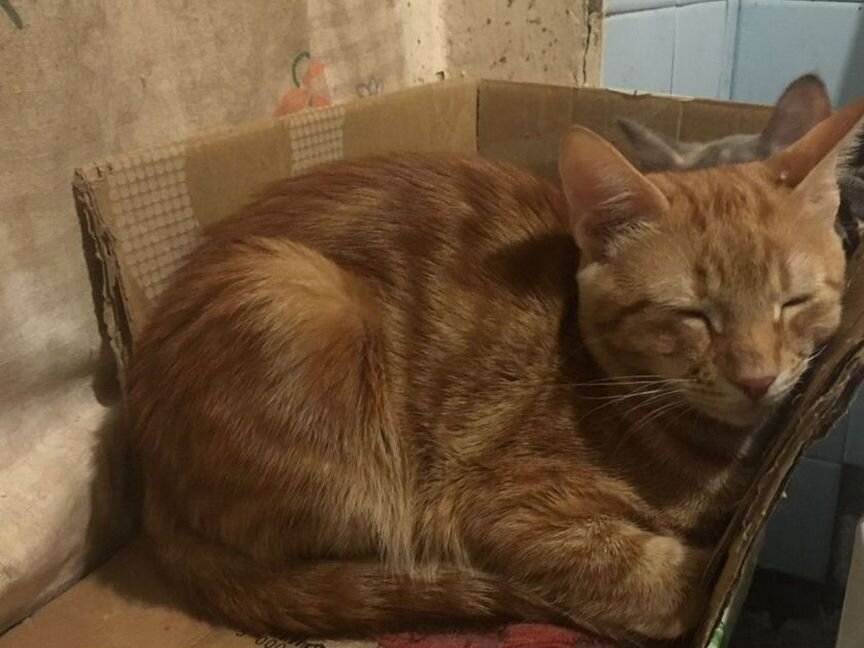 Котик рыжий 6.5 мес в приюте