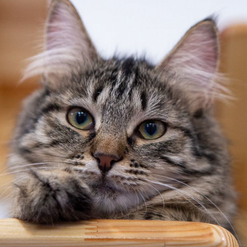 Взрослая кошка из приюта