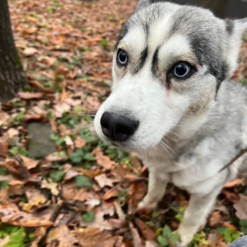 Щенки сибирской хаски в добрые руки