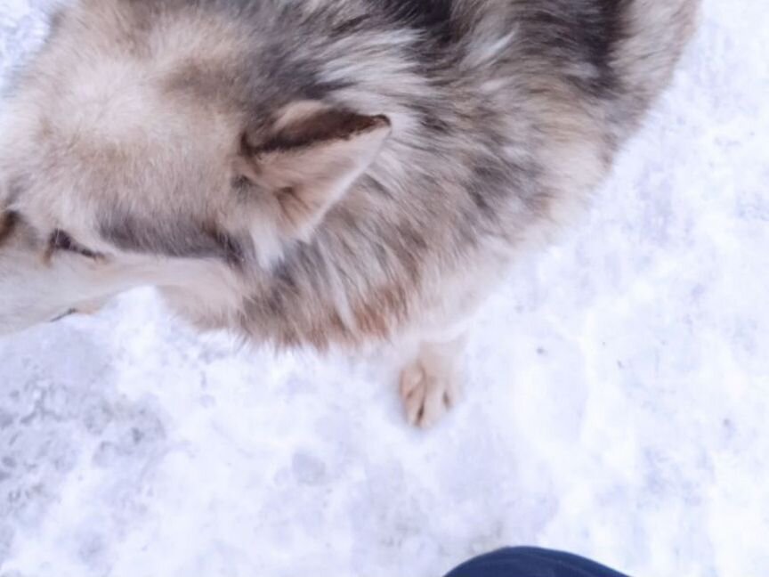 Хаски и дворняга