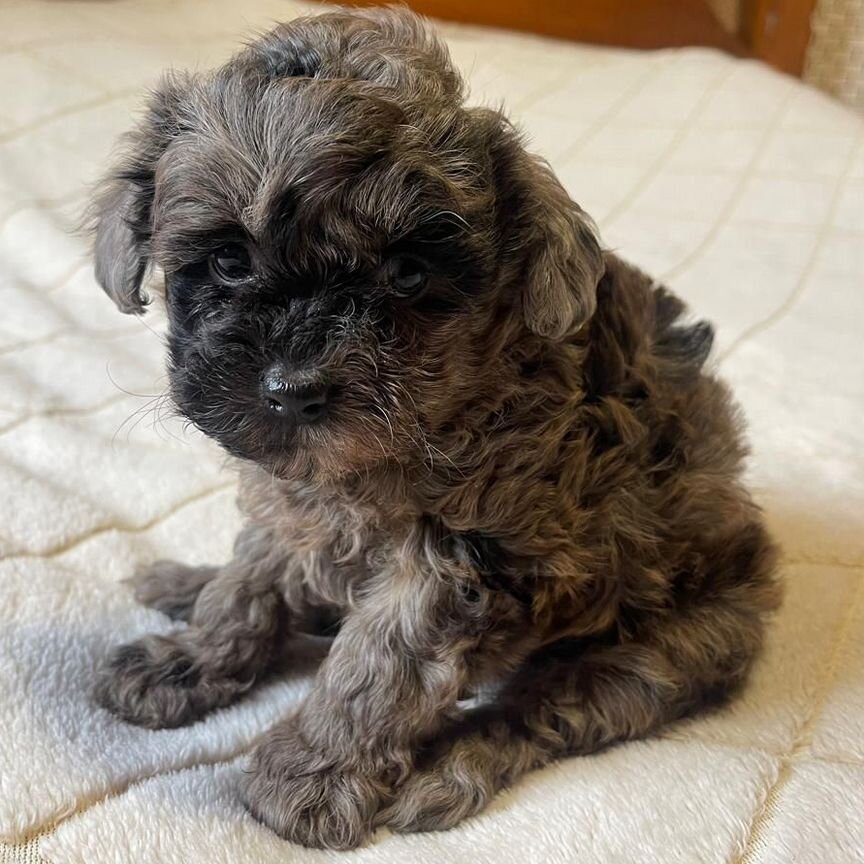 Мраморная малышка