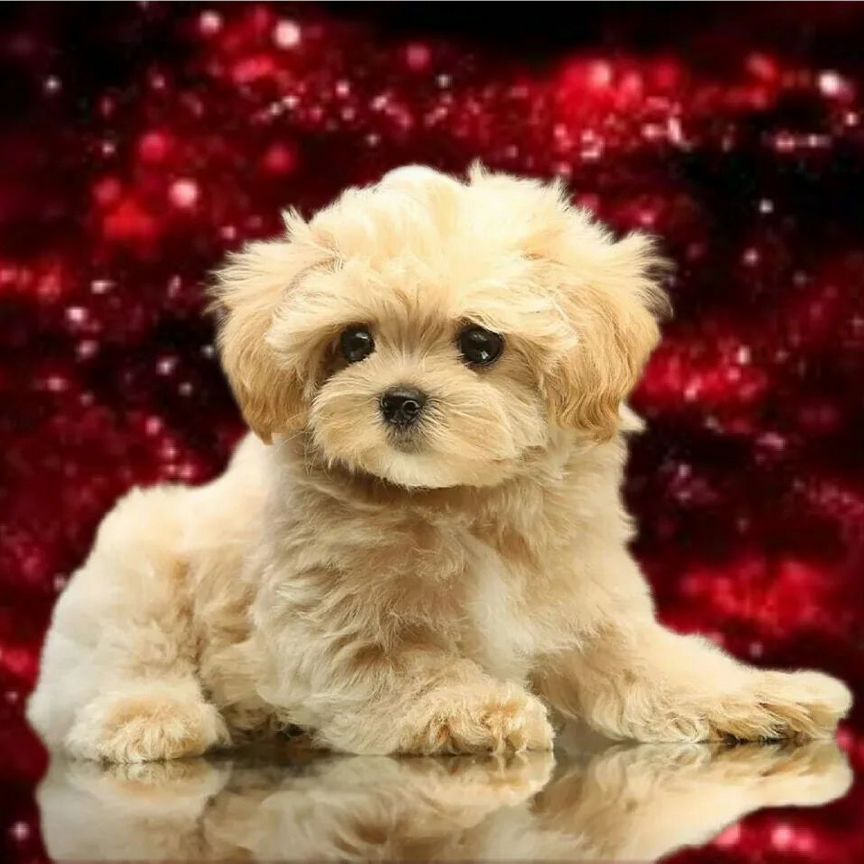 Мальтипу, щенок