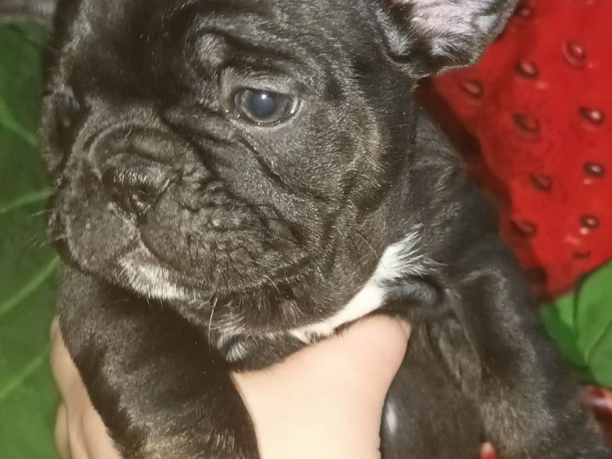 Французский бульдог щенки