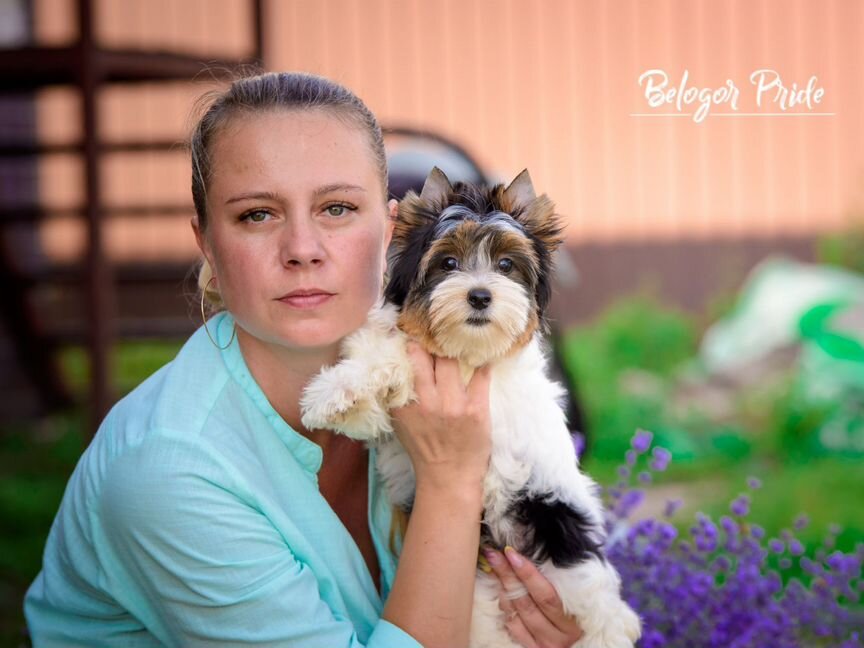 Мальчики бивер йоркширского терьера