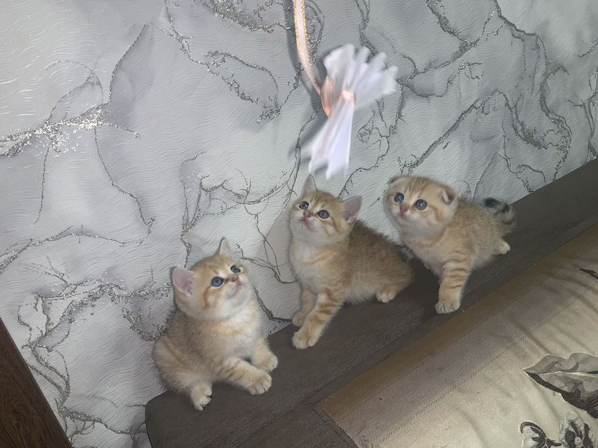 Котята золотая шиншилла