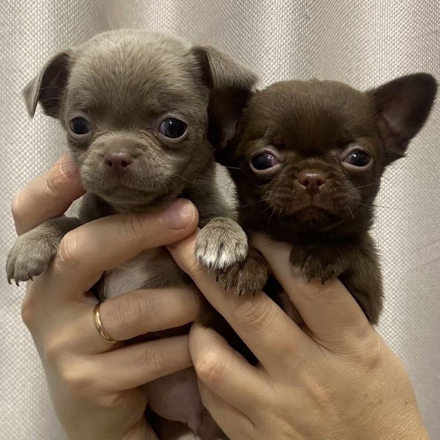 Чихуахуа, щенок