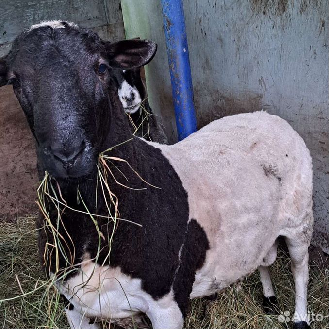 Бараны дорперы