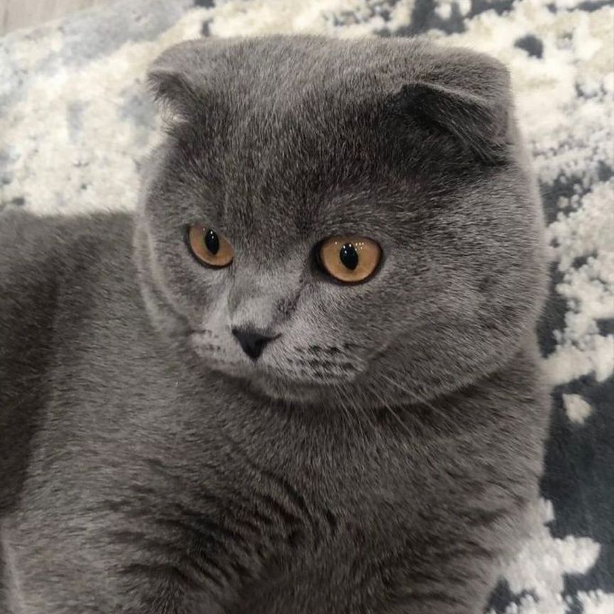 Шотландская вислоухая кошка