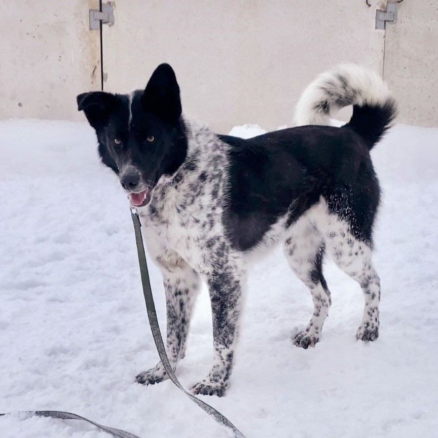 Кира - нежная красавица