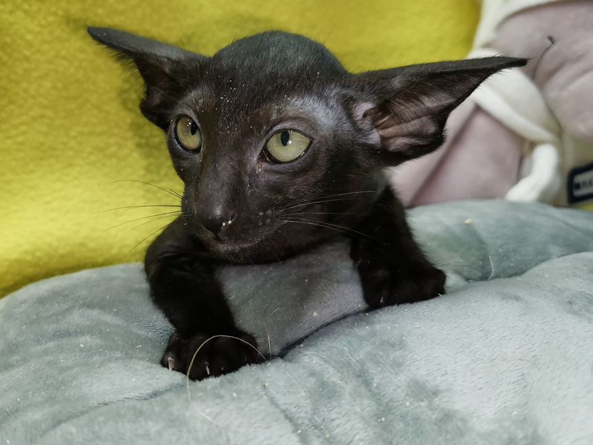 Ориентальная кошечка