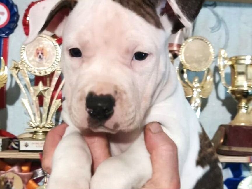 Щенок американского стаффорда, мальчик Камаро