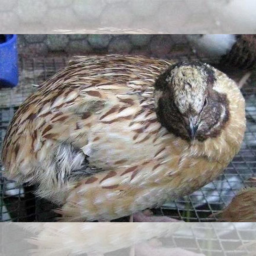 Перепел самец