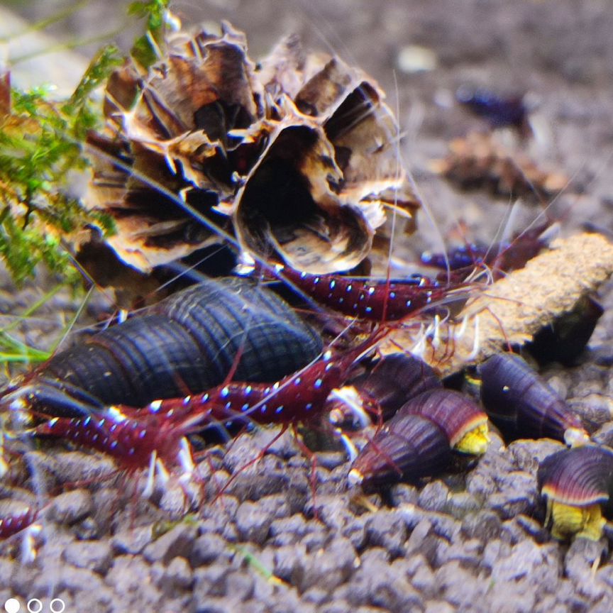 Креветки Кардинал