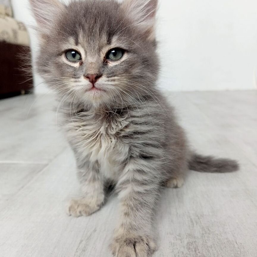 Отдам котенка в добрые руки