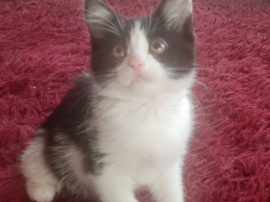 Котенок Клепа в добрые руки