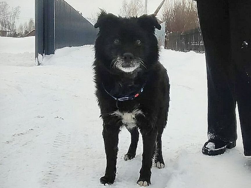 Собака маленькая кобель 10 лет