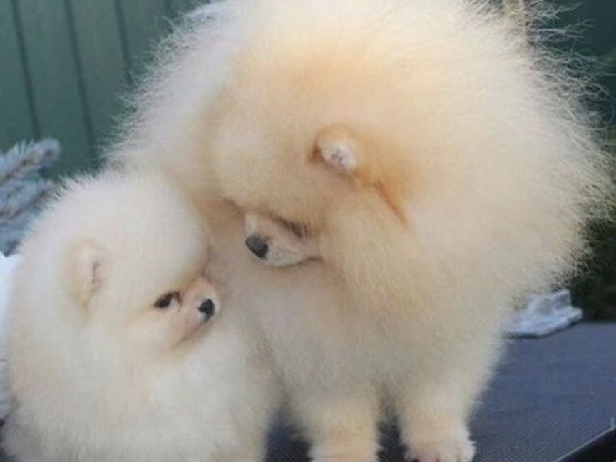 Микро и мини Померанский шпиц