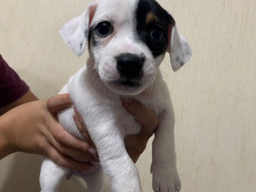 Щенки джек рассел терьер гладкошерстный