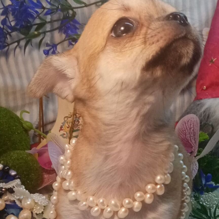 Чихуахуа девочки с документами