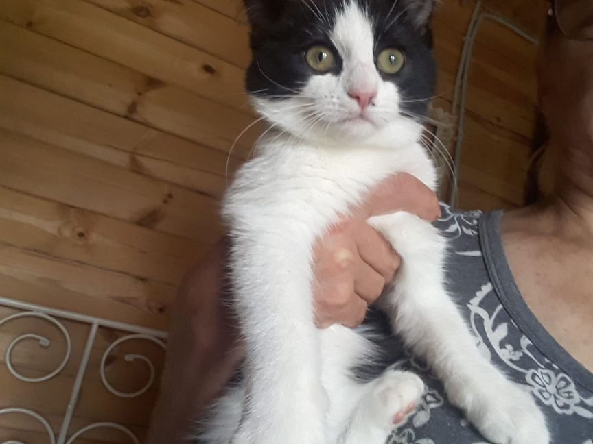 Котята в добрые ручки