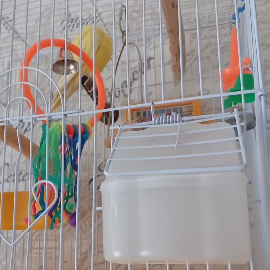 Волнистый попугай