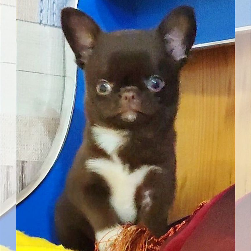 Красавчик чихуахуа