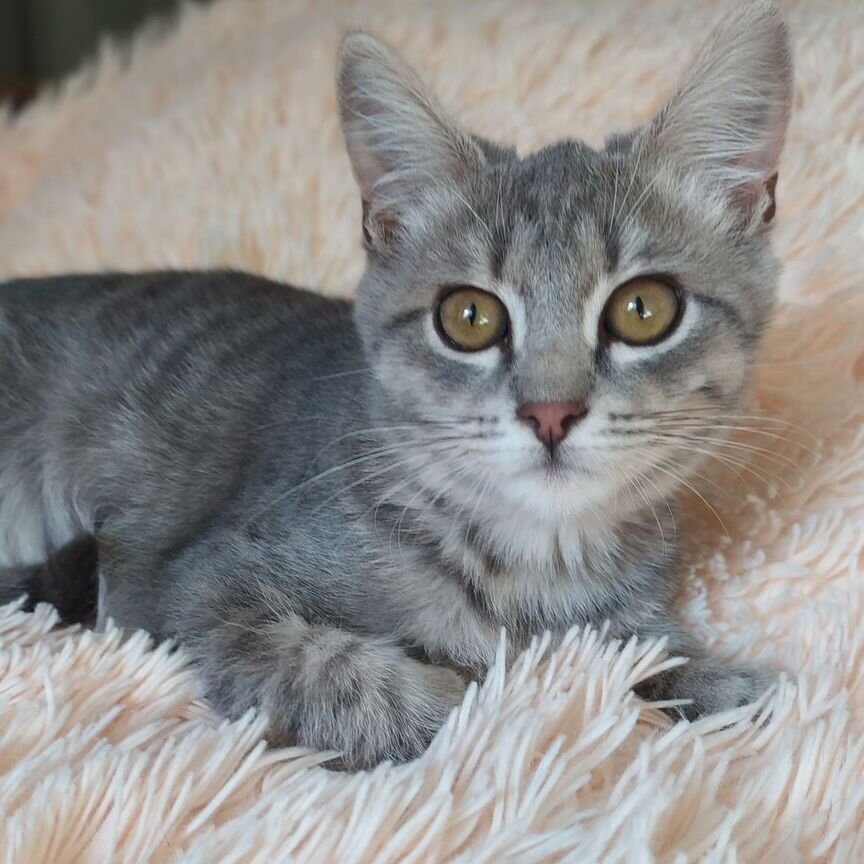 Котик серый