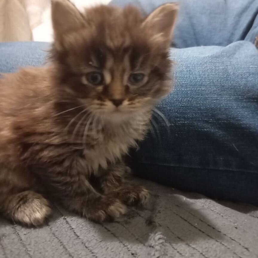 Отдам в добрые руки милых котят