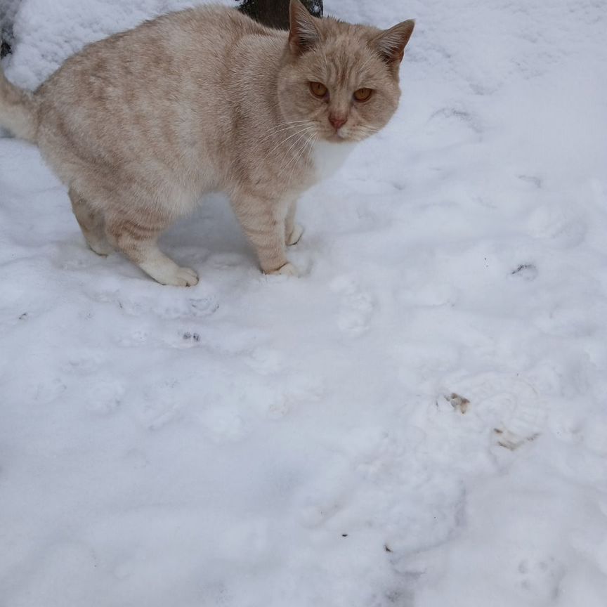 Кот в добрые руки