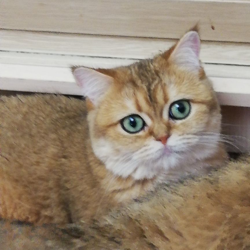 Британские золотые шиншиллы