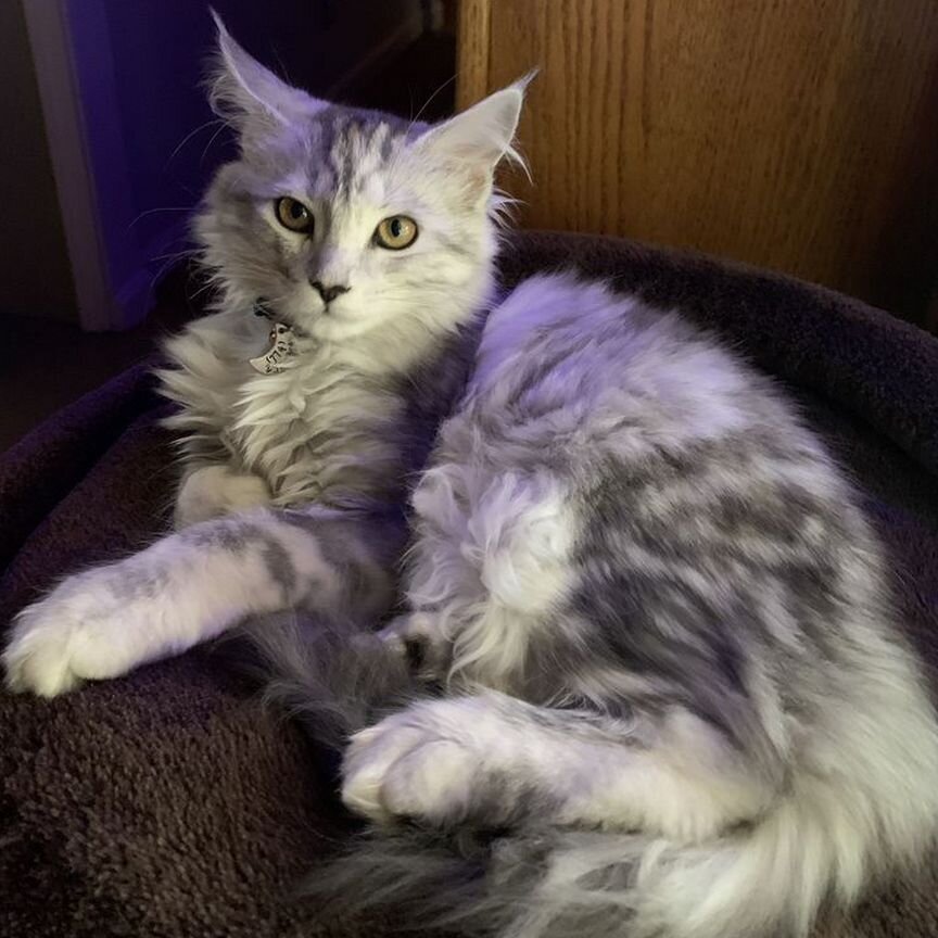 Мейн-кун котёнок