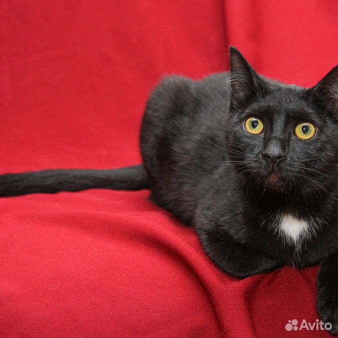 Кот Басик