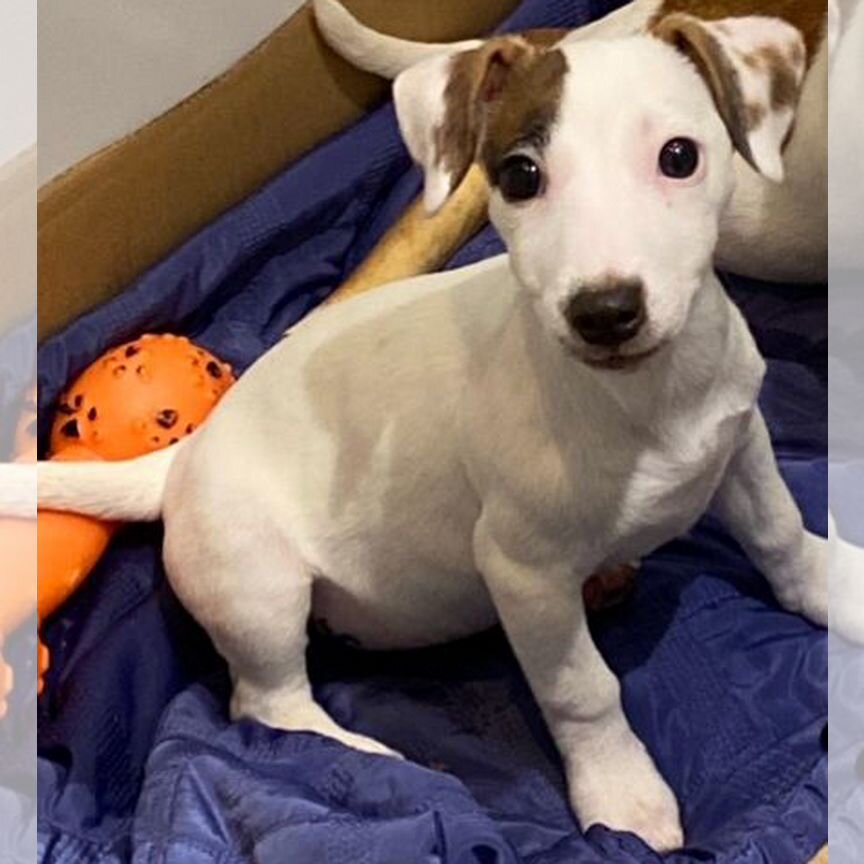 Джек-рассел-терьер, щенок