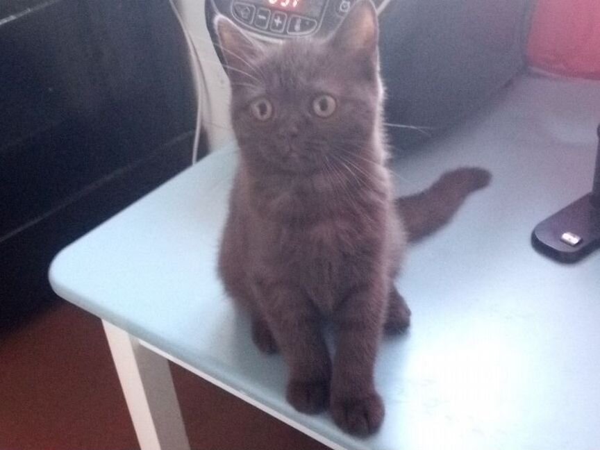 Шотланская Кошка