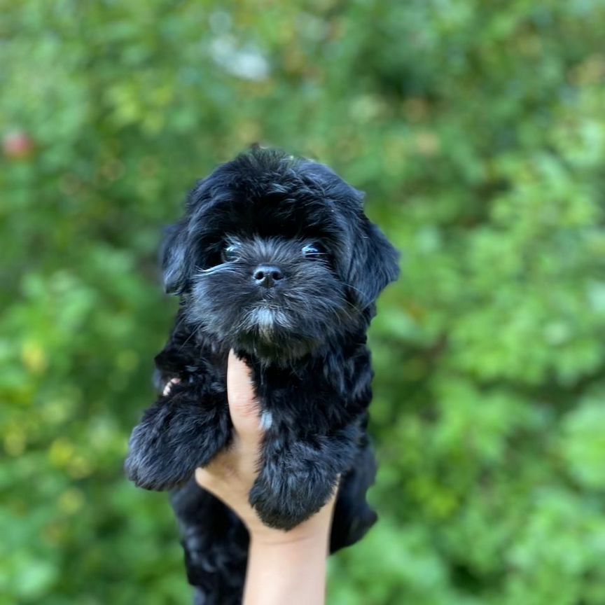 Невероятная мальтипушка