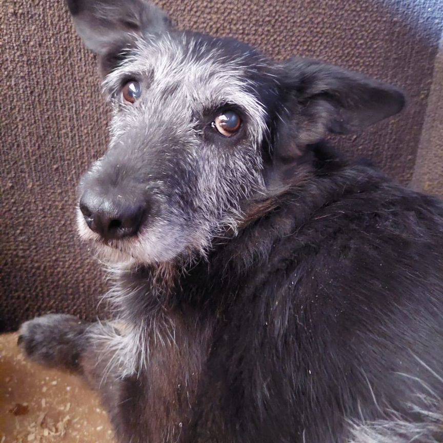 Старая собака Арфа навсегда в приюте