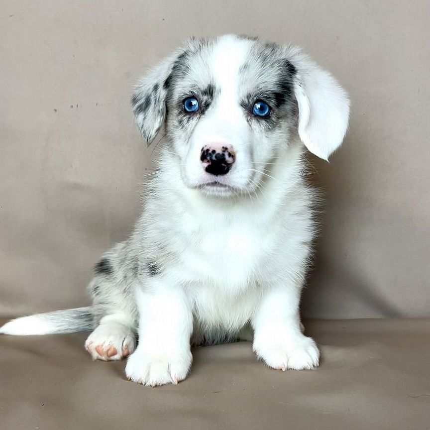 Вельш Корги Кардиган, щенок