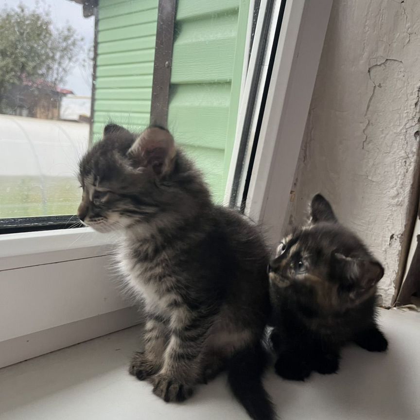 Котята девочки