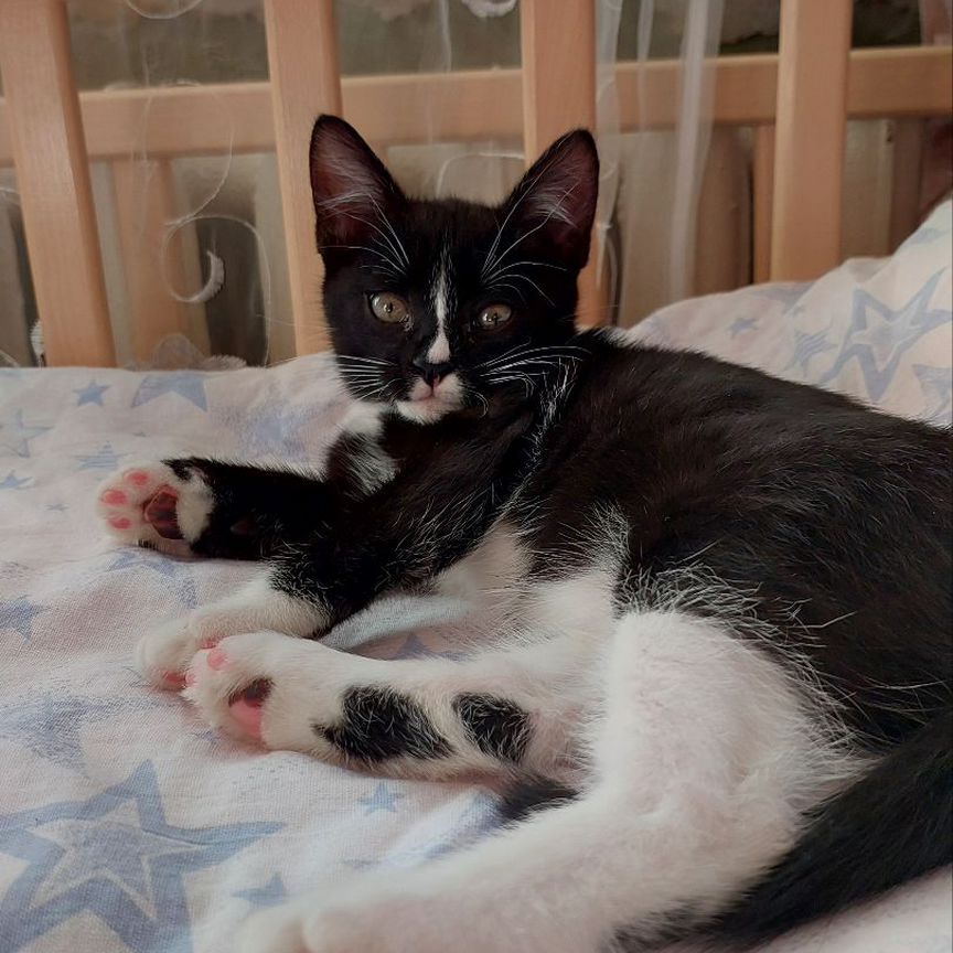 Котенок в добрые руки