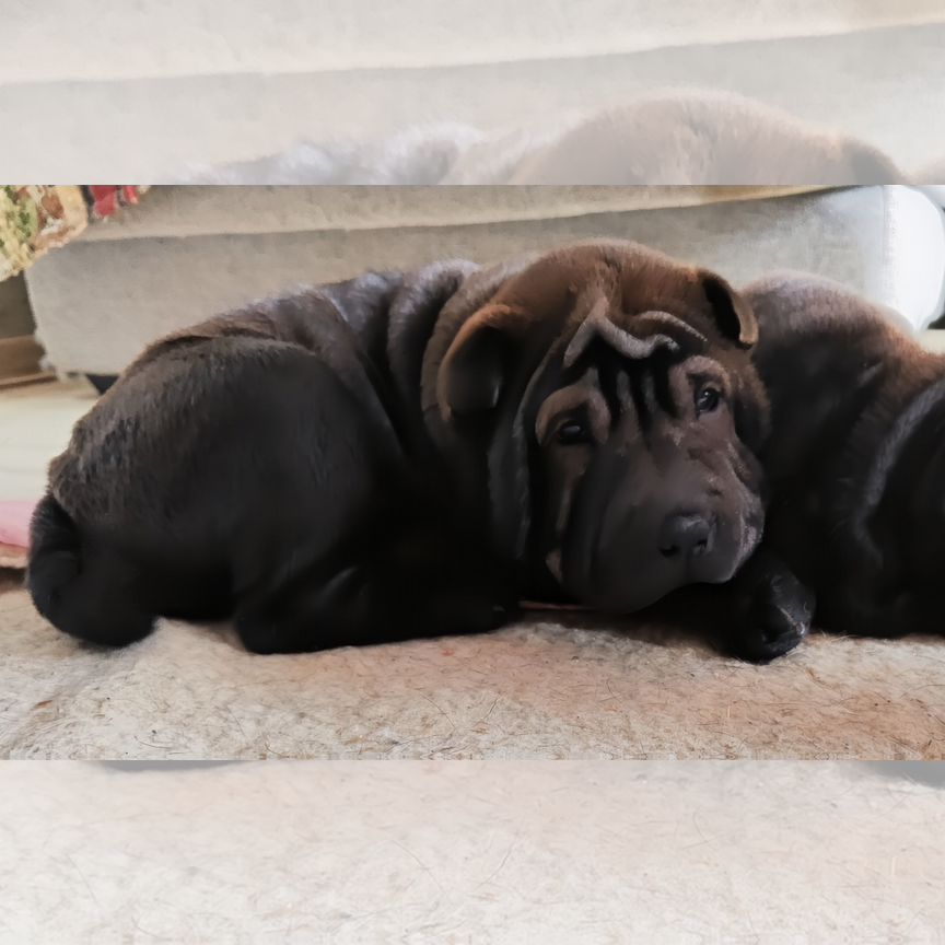 Шарпей, щенок