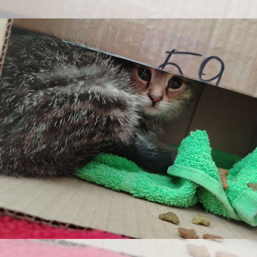 Котёнок в добрые руки