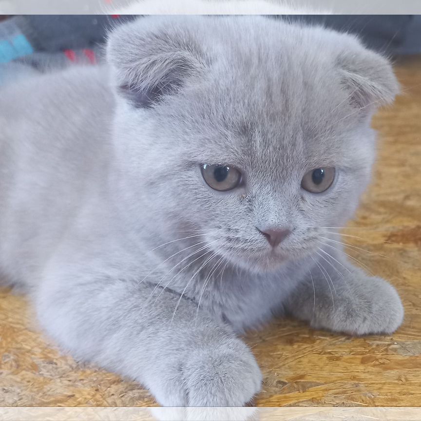 Шотландский вислоухий короткошёрстный котёнок