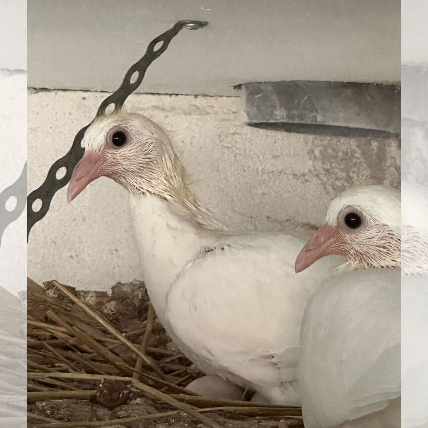 Голубь Чехи и Останкинские