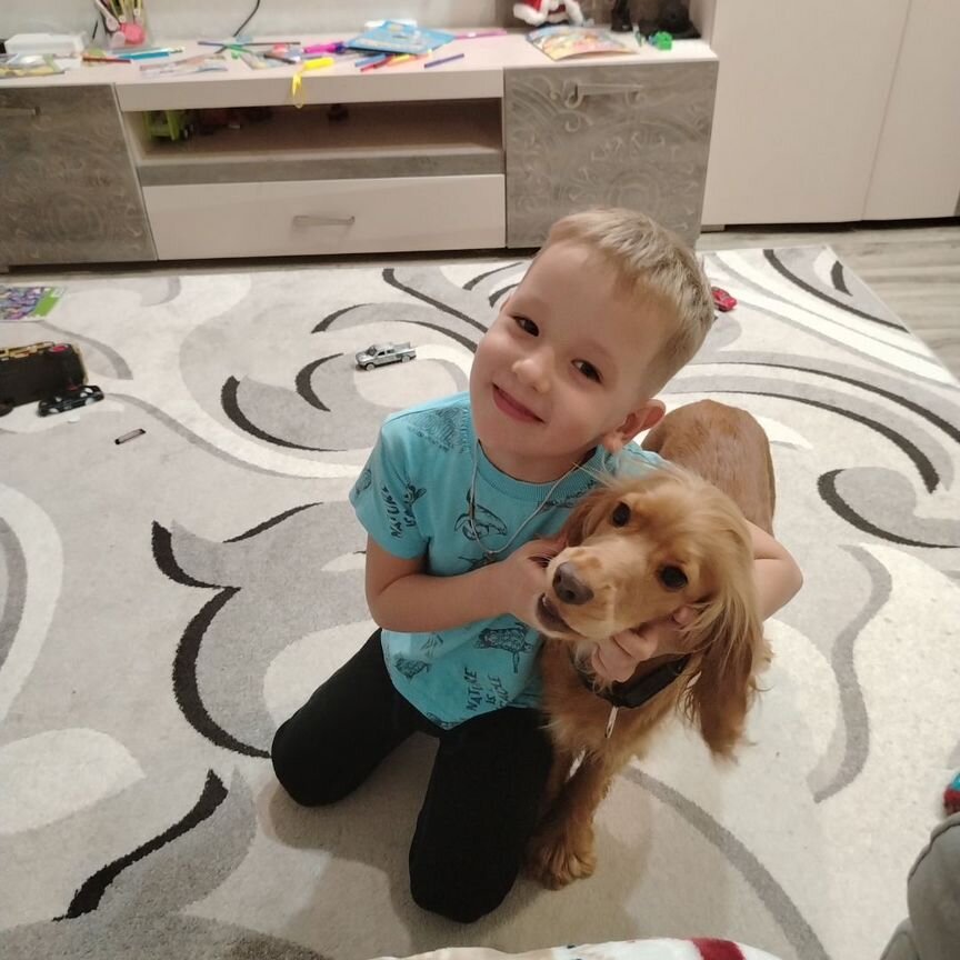 Кокер спаниель, взрослая собака