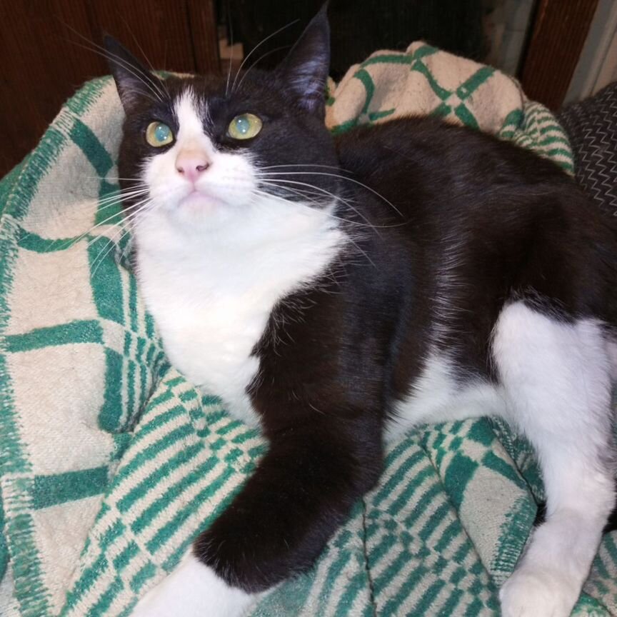 Кошка Ася, ждет доброго человека