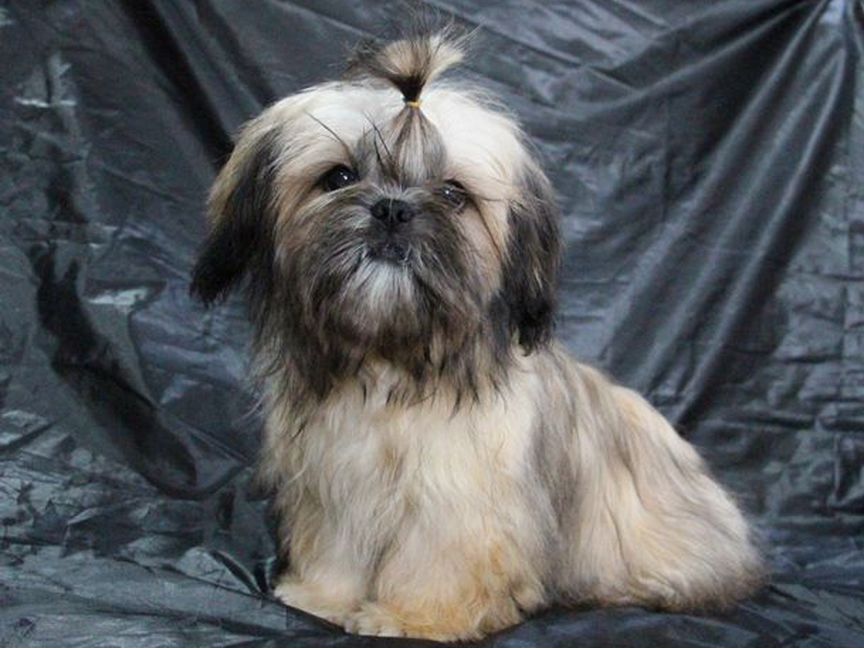 Щенки Ши-тцу с документами(питомник)