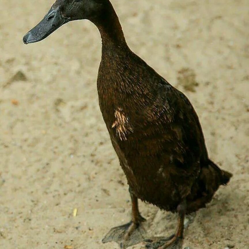 Утка индийский Бегунок