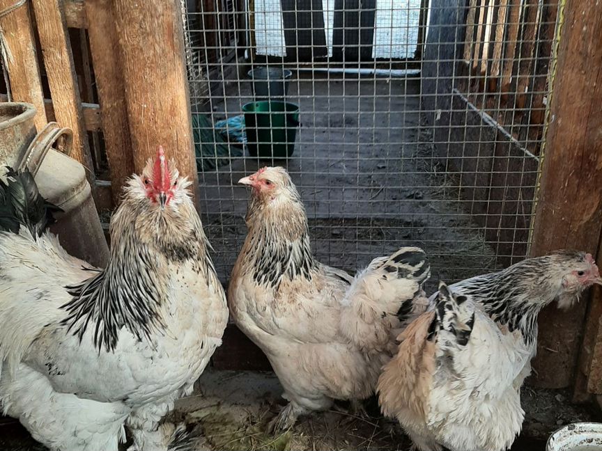 Куры фовероль и падуаны