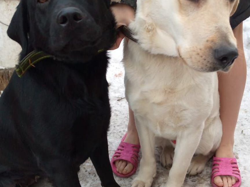 Щенки лабрадора