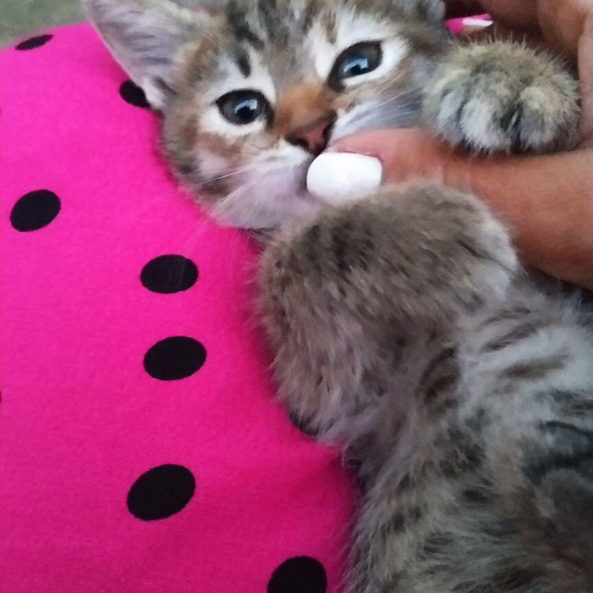 Котёнок-тигренок, только в добрейшие руки